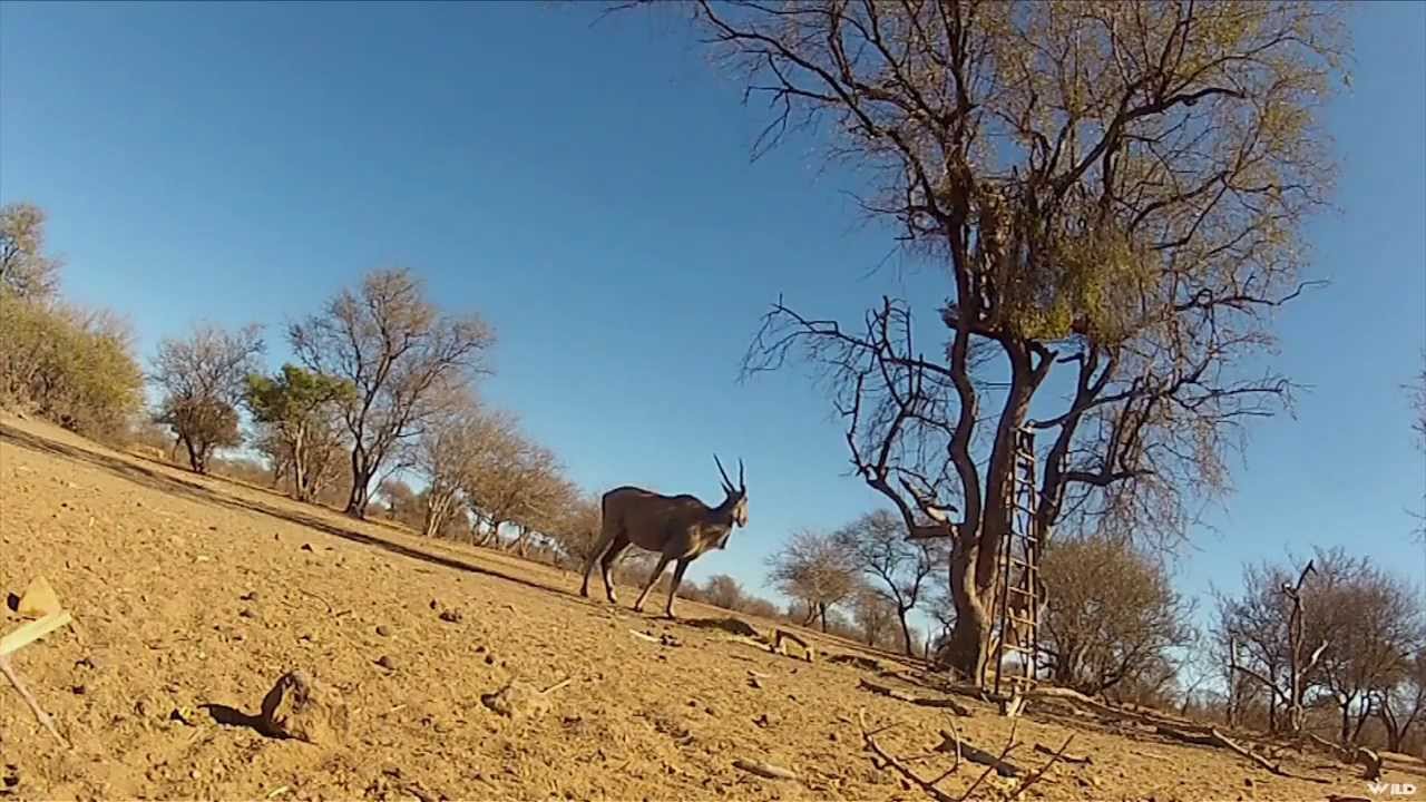 Spear Hunting for Antelope in Australia - YouTube