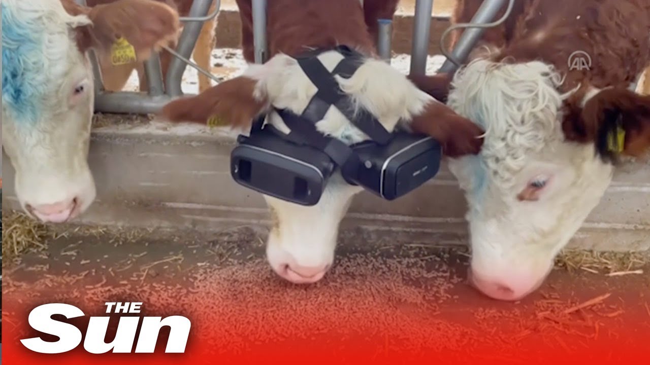 Cows fitted with virtual reality goggles in bizarre farming stunt - YouTube