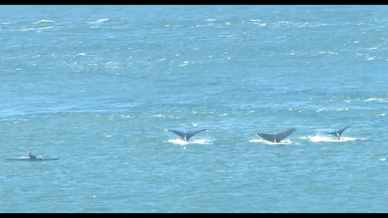 Humpback whales filmed from Golden Gate Bridge, San Francisco July 12 ...