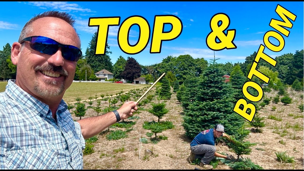 Shearing Christmas trees, well getting ready to shear. - YouTube