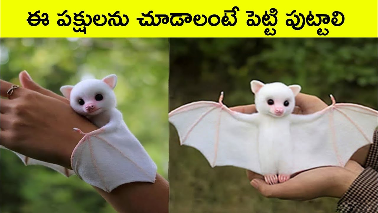 Top rare and beautiful birds | amazing birds | BMC Facts | facts in ...