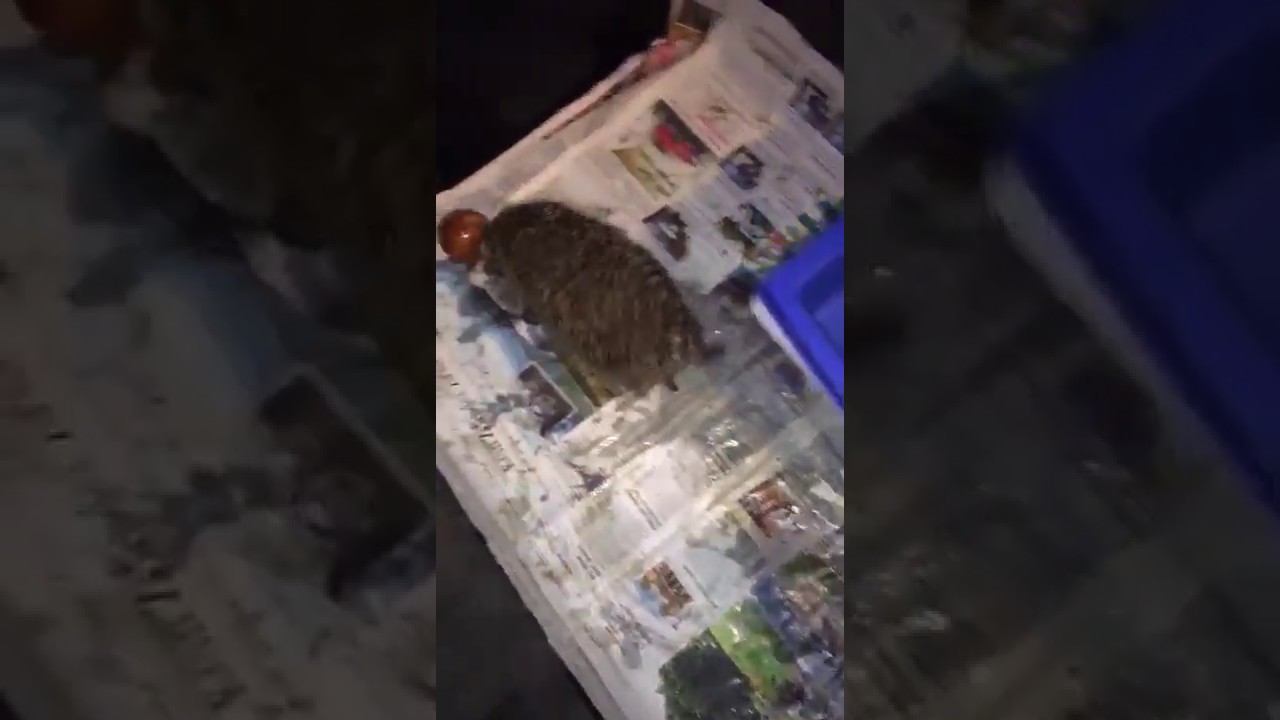 Igel "Brian" beim Spielen - YouTube