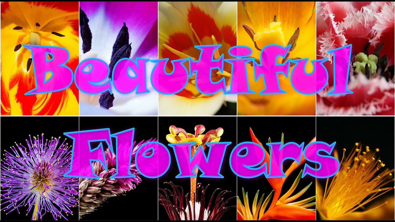Beautiful Flowers Slideshow - YouTube