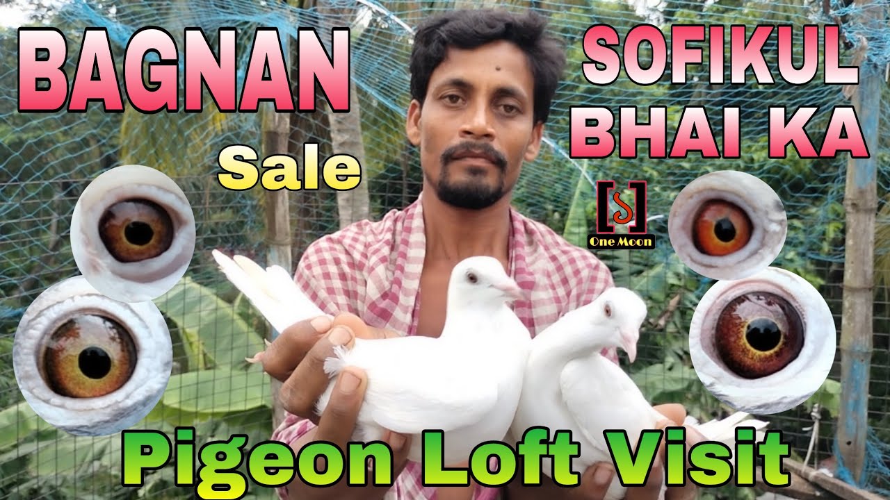 Howrah Bagnan Sofikul Bhai Ka Pigeon Loft Visit | High Flying Pigeon & Top Quality | One Moon ...
