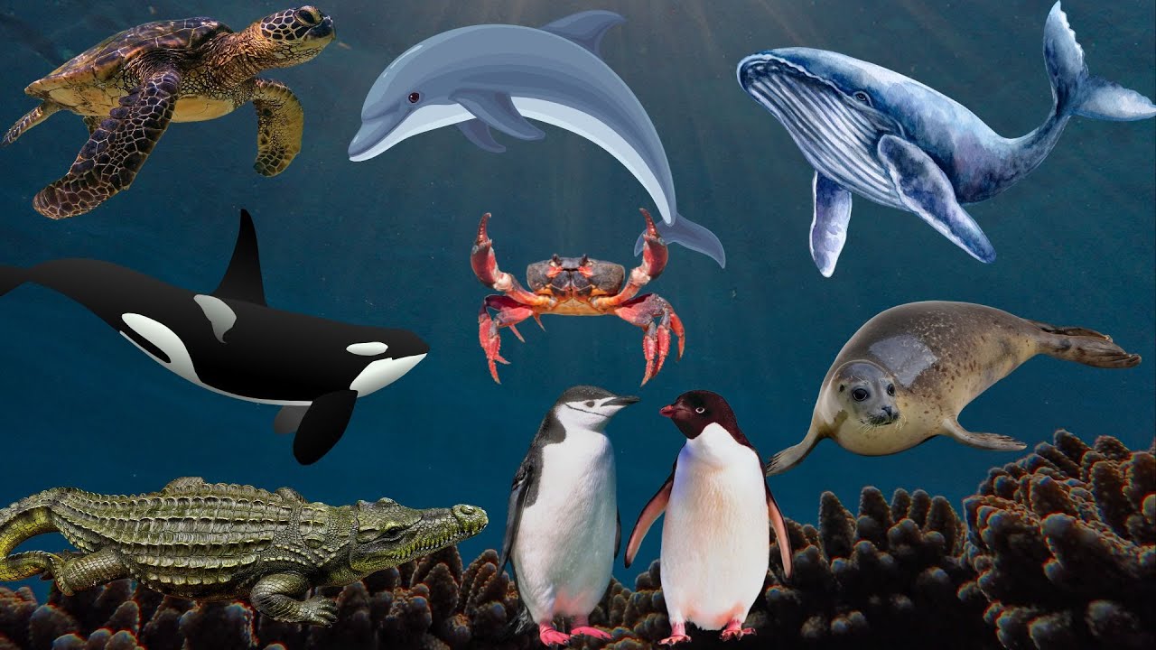 Ocean Animal Sound | Learn the animal : Whale, Orca, Dolphin, Turtle ...
