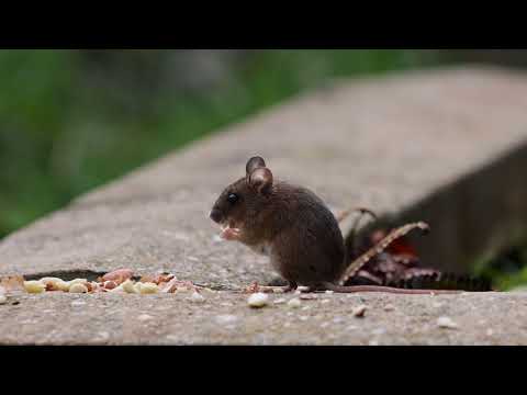 Cute little mouse eating peanuts - YouTube