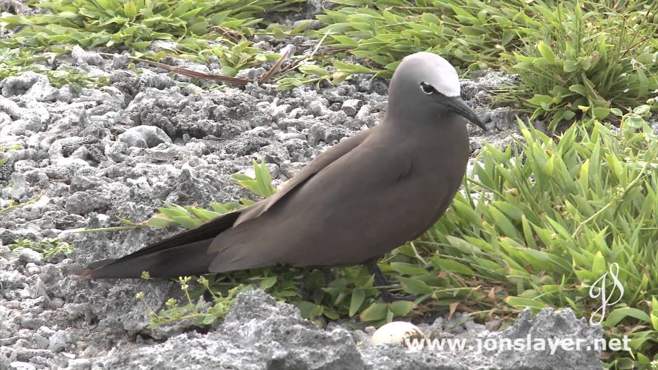 Lesser Noddy egg and nest Nelson Island - YouTube