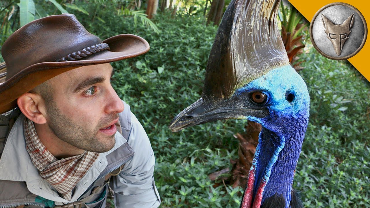 Cassowary Eating
