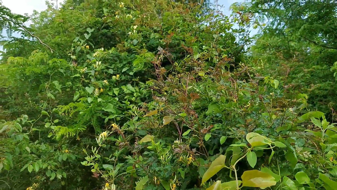 Texas Wild Edibles, Honeysuckle Flowers, April - YouTube