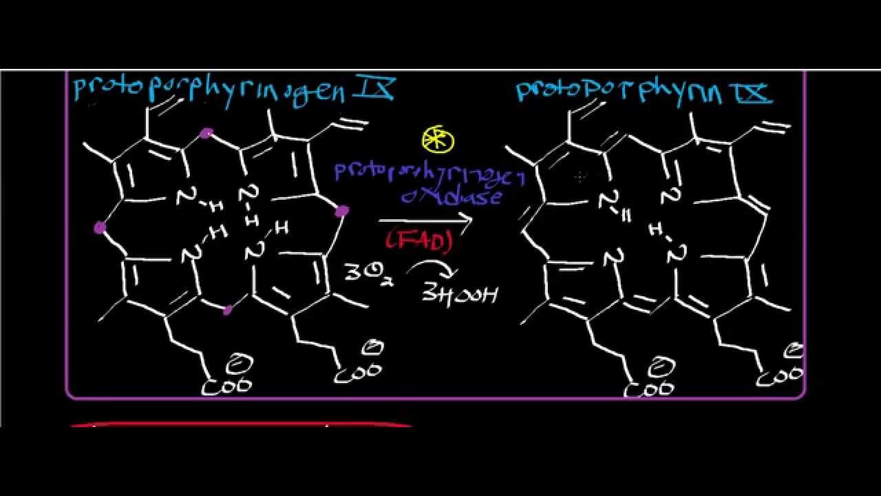Biochemistry | Protoporphyrinogen Oxidase - Physiology, Biochemistry ...