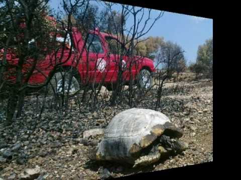 ΔΙΑΣΩΣΤΙΚΟ ΣΩΜΑ ΚΟΡΙΝΘΙΩΝ ΠΗΓΑΣΟΣ - YouTube