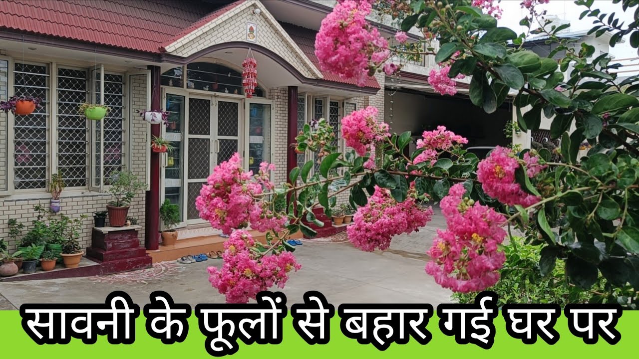 Savni | Sawni | Crape Myrtle | Pride of India | Furush Phool | Jarul ...