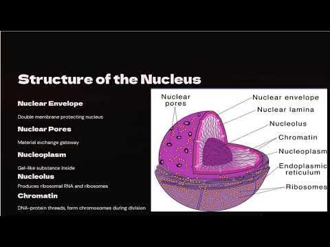 Nucleus Explained 🧬 | The Command Center of the Cell | Easy Biology ...