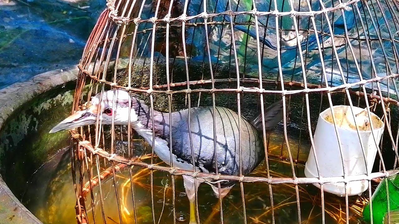 My Pet Dahuk Birds Playing in the Cage - Dahuk Video - Beautiful Dahuk ...