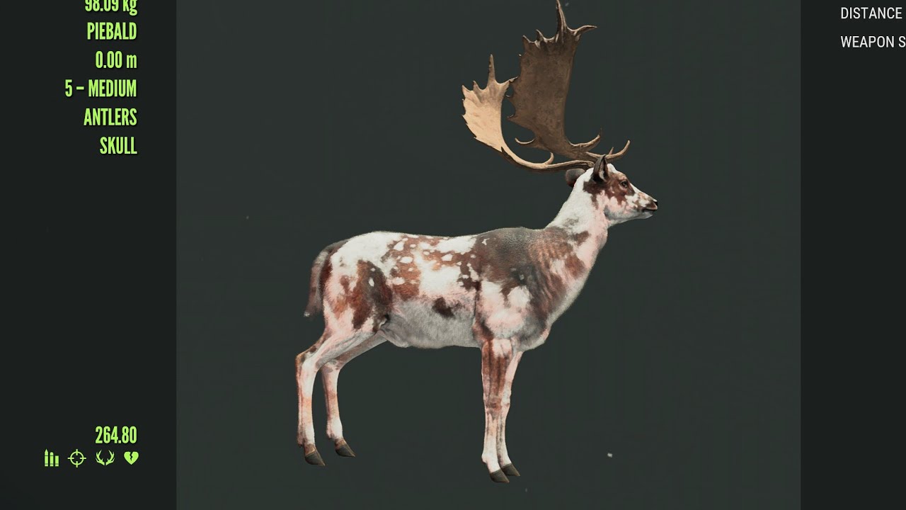 The Hunter Call of the Wild Super Rare Piebald Fallow (#2) #cotw - YouTube