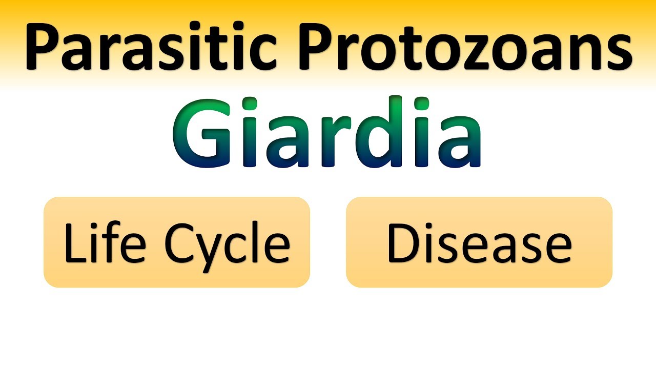Parasitic Protozoan | Giardia | lIfe Cycle | Giardiasis - YouTube