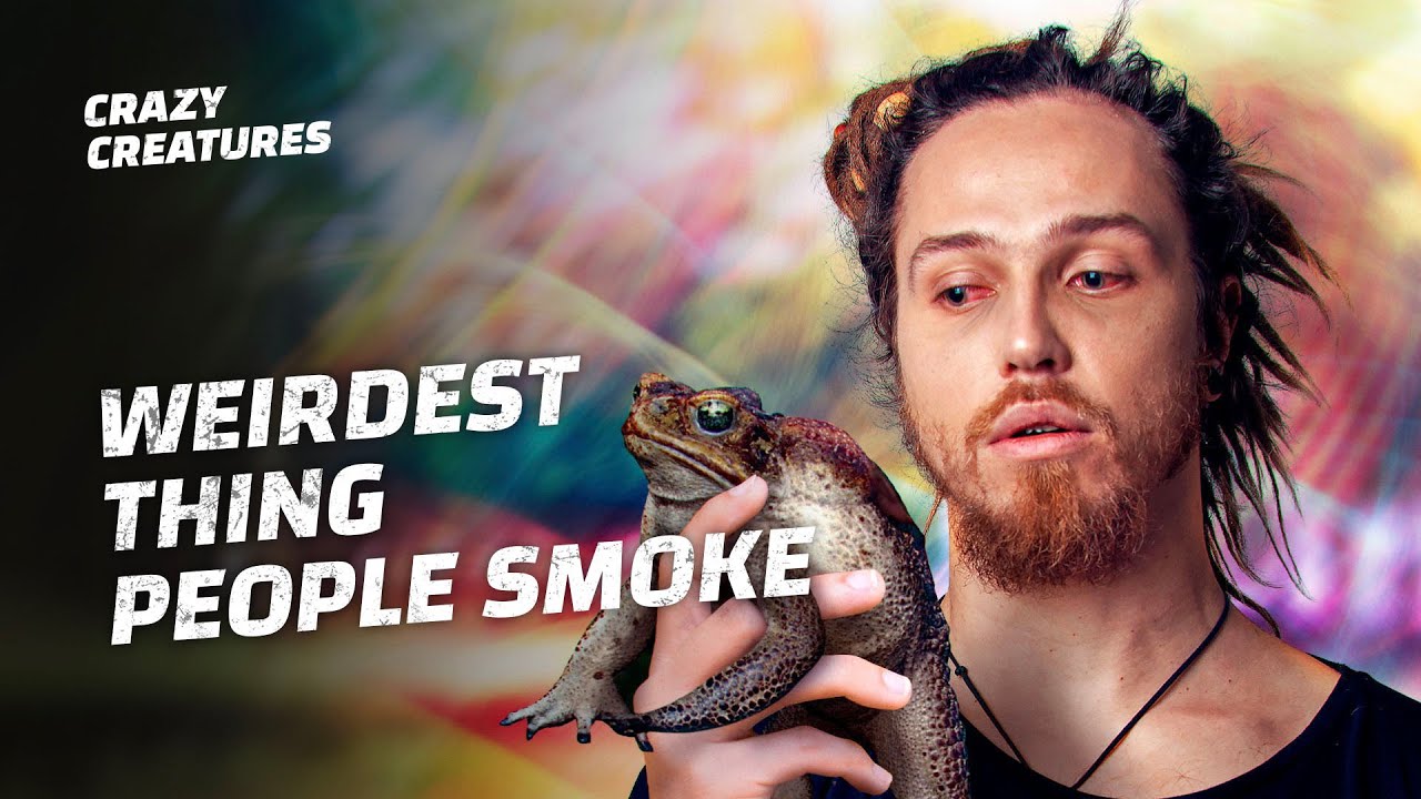 Why Are People Smoking Cane Toad Poison? - YouTube
