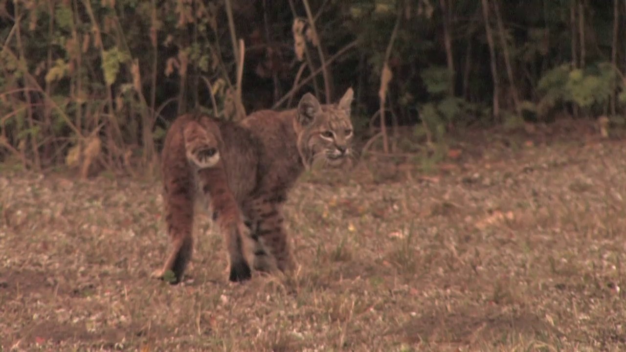 Woodside California Bobcat - YouTube