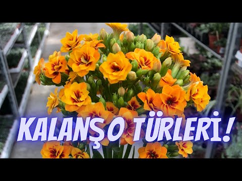Kalanşo Çiçeği Bakımı ve Çiçek Açtırma! (Ateşli Katy Bakımı)