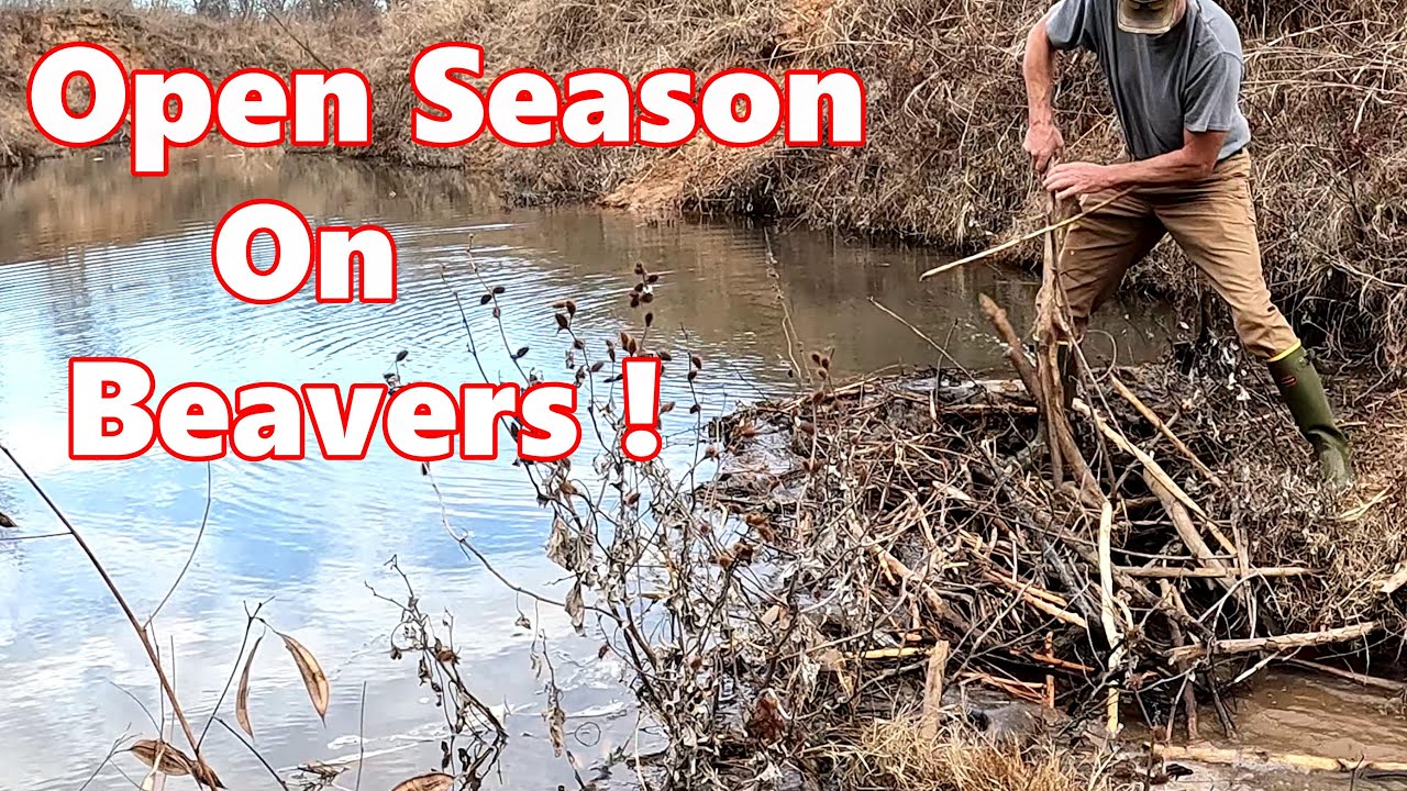 Beaver Management - YouTube
