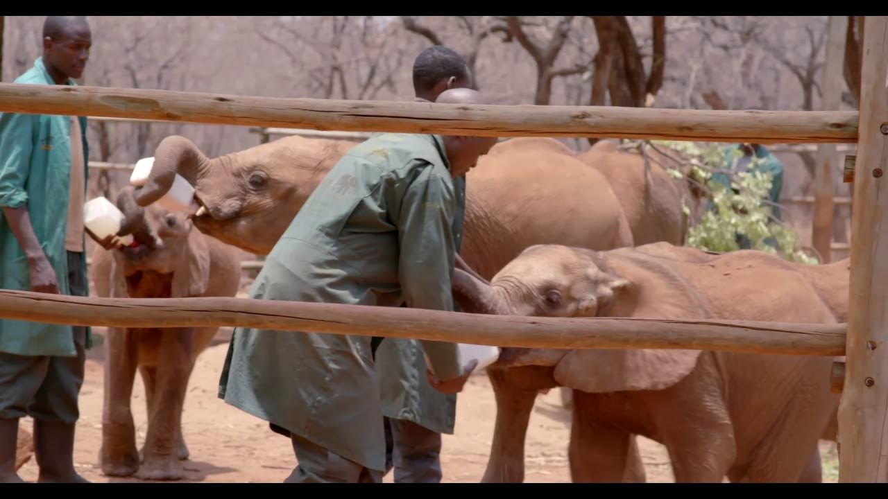Attack leaves baby elephant struggling to survive - YouTube