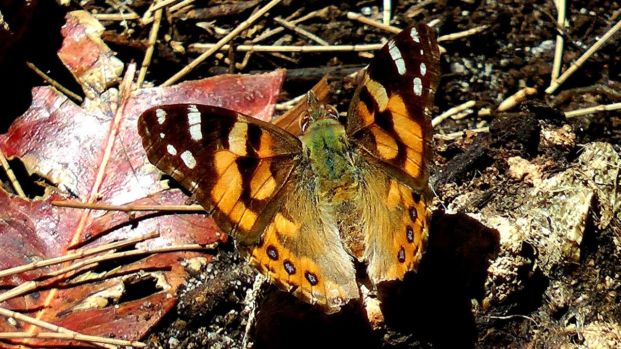 Australian Painted Lady Butterfly probing ground with proboscis ...
