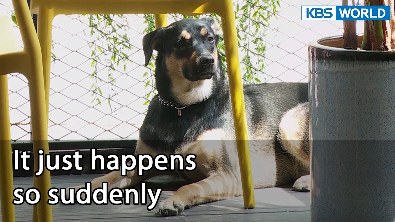 It just happens so suddenly (Dogs are incredible EP.125-2) | KBS WORLD ...