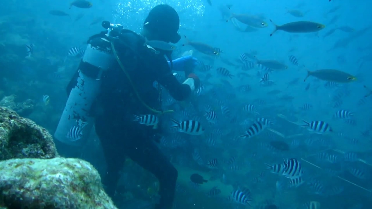 Scuba diving with sharks at Beqa Lagoon Fiji Part 1 - YouTube