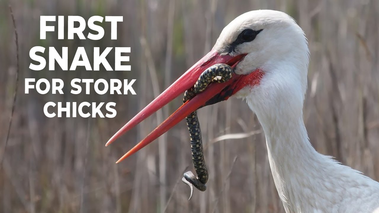 From Birth to Feast: Stork Chicks Eating Their First Snake! - YouTube