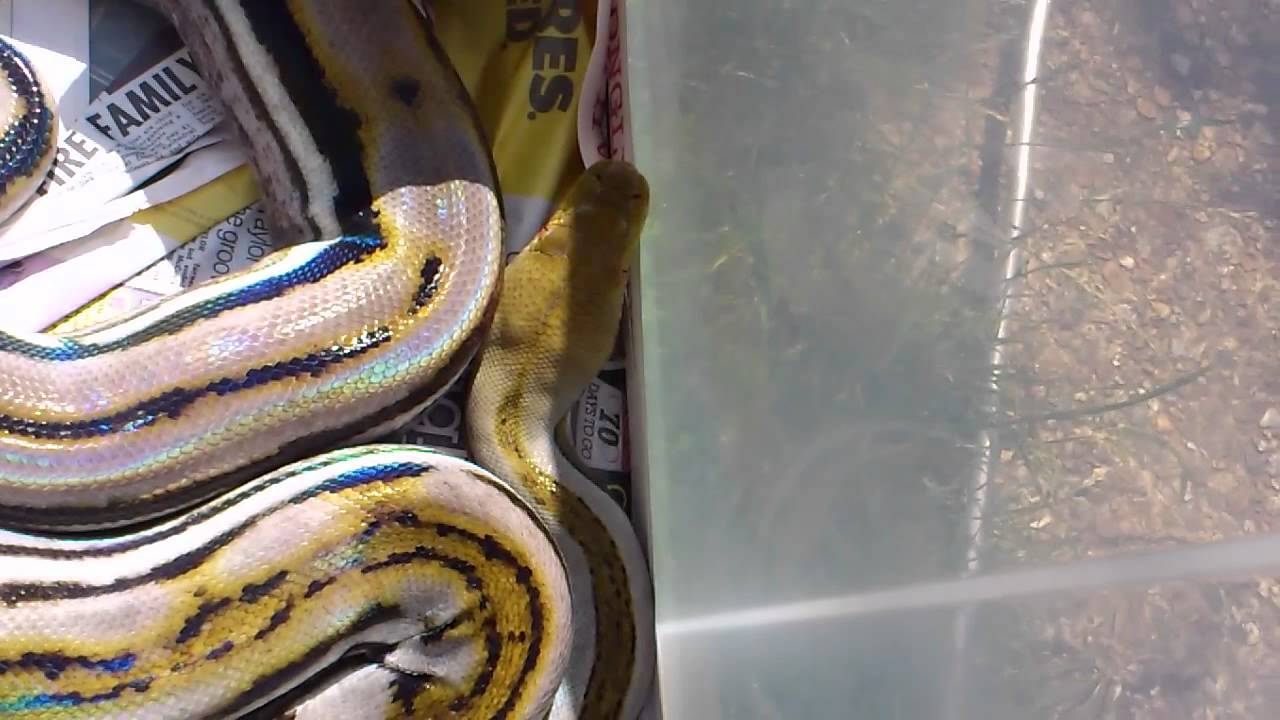 dwarf genetic stripe retic - YouTube