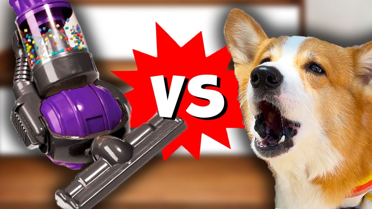 SILLY CORGI SUPER SCARED OF VACUUM | Hammy and Olivia Compilation - YouTube
