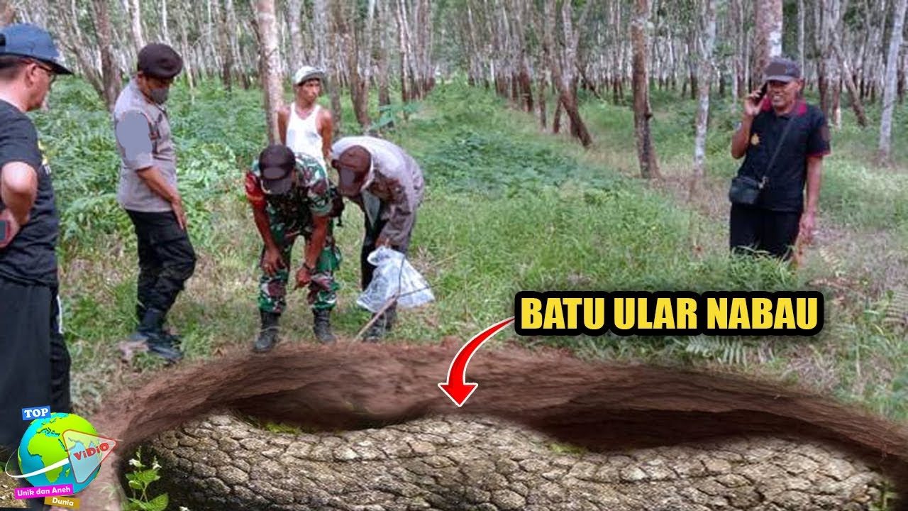 Ditemukan Batu Ular Nabau Ditengah Hutan Kalimantan!! Diameternya 2 ...