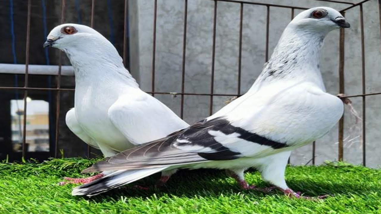 Top quality fancy pigeon loft l Best pigeon video collection. - YouTube