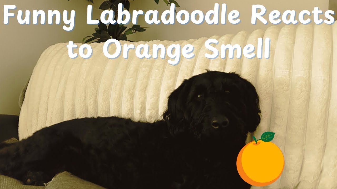 Funny Labradoodle Reacts to Orange Smell | Zoomies and Crazy Spins ...