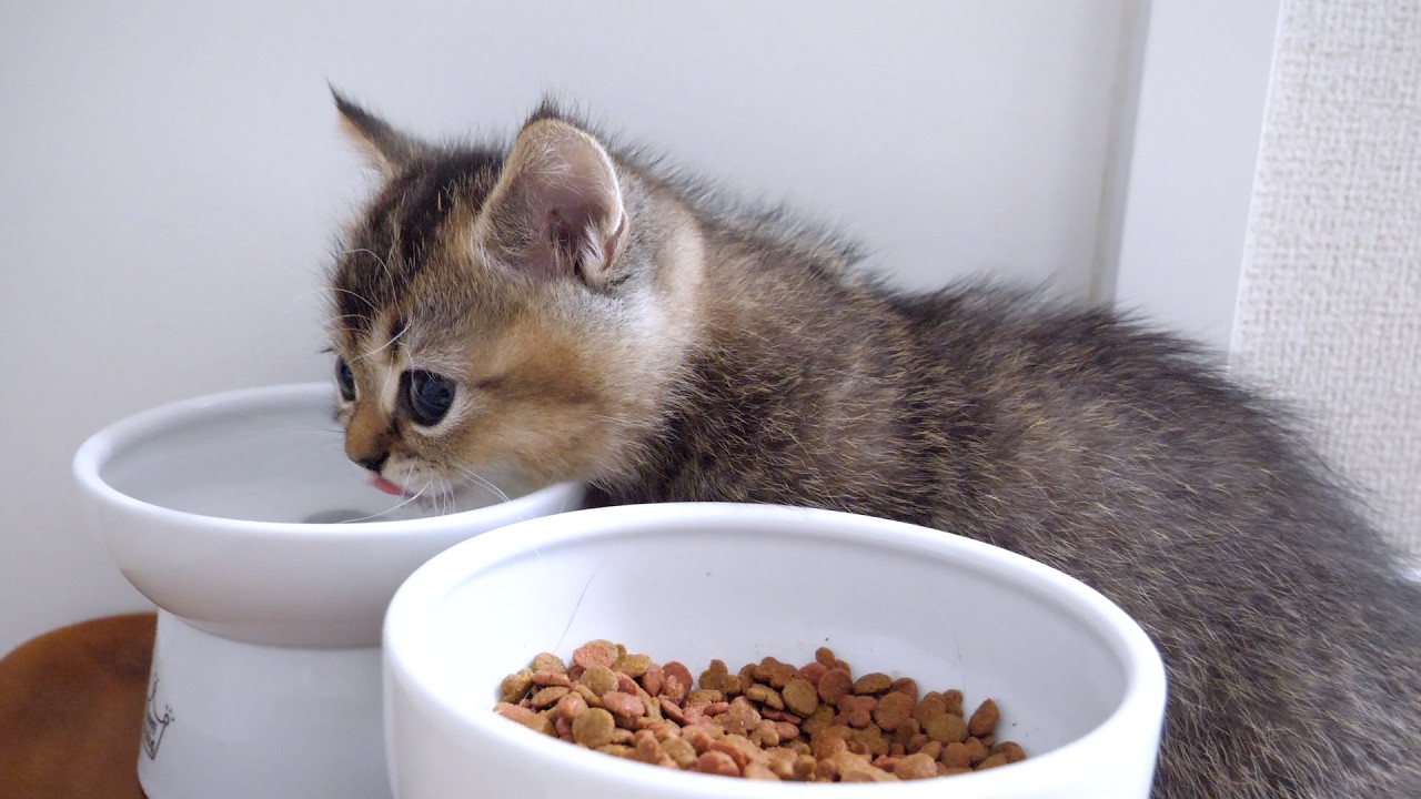 Kittens Kuro and Maro and cat Coco eating was too cute... - YouTube