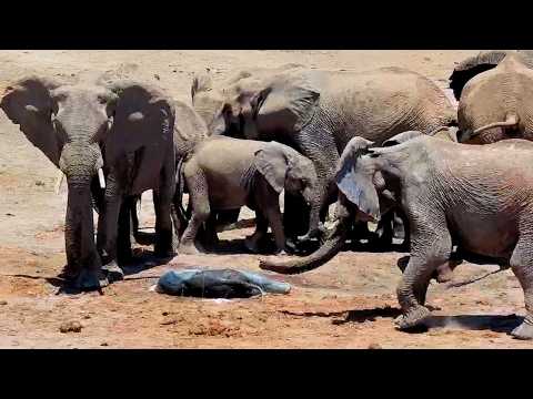 Elephant Herd Surrounds Vulnerable Newborn—What They Do Next Is Breathtaking