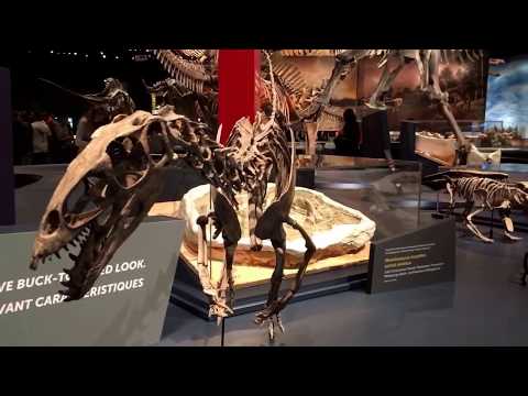 Masiakasaurus - Ultimate Dinosaurs Exhibit