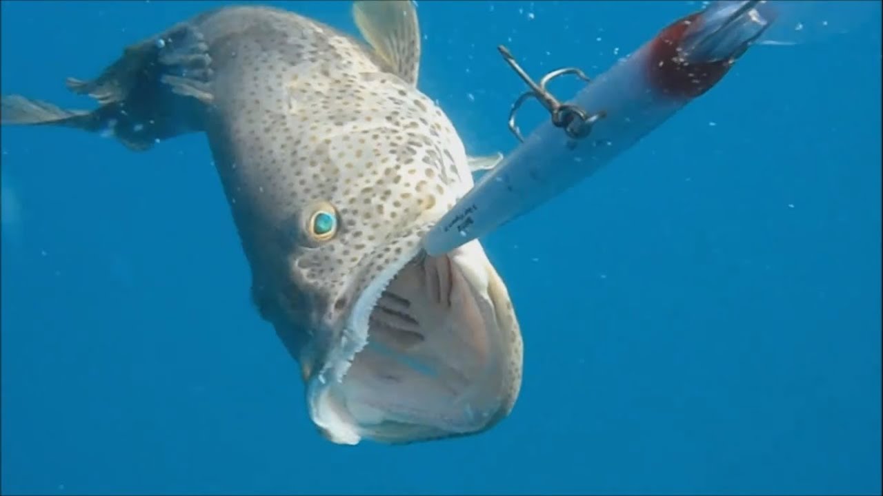Fishing Adventures #55 - Another Day of Hammour (Grouper) Trolling in ...