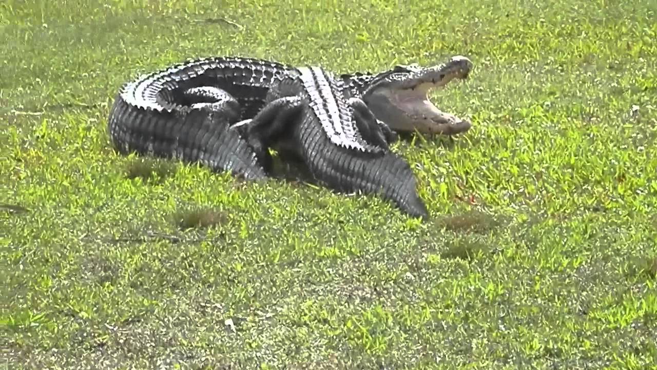 Two alligators fighting on a golf course in Sarasota, Florida - YouTube