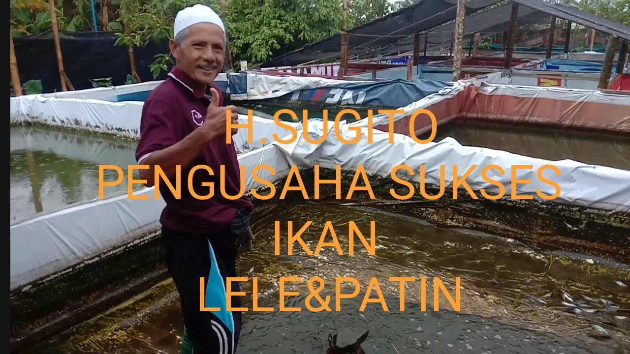 BIBIT IKAN PATIN "H.SUGITO DEMAK#youtube #skills #bibitpatin - YouTube