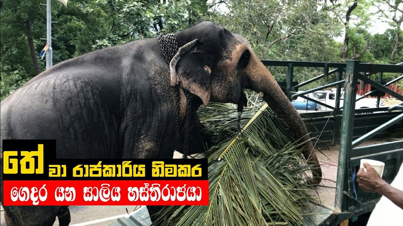 තේවා මුර නිමකර යන සාලිය|Ceylon majestic elephant called saliya - YouTube