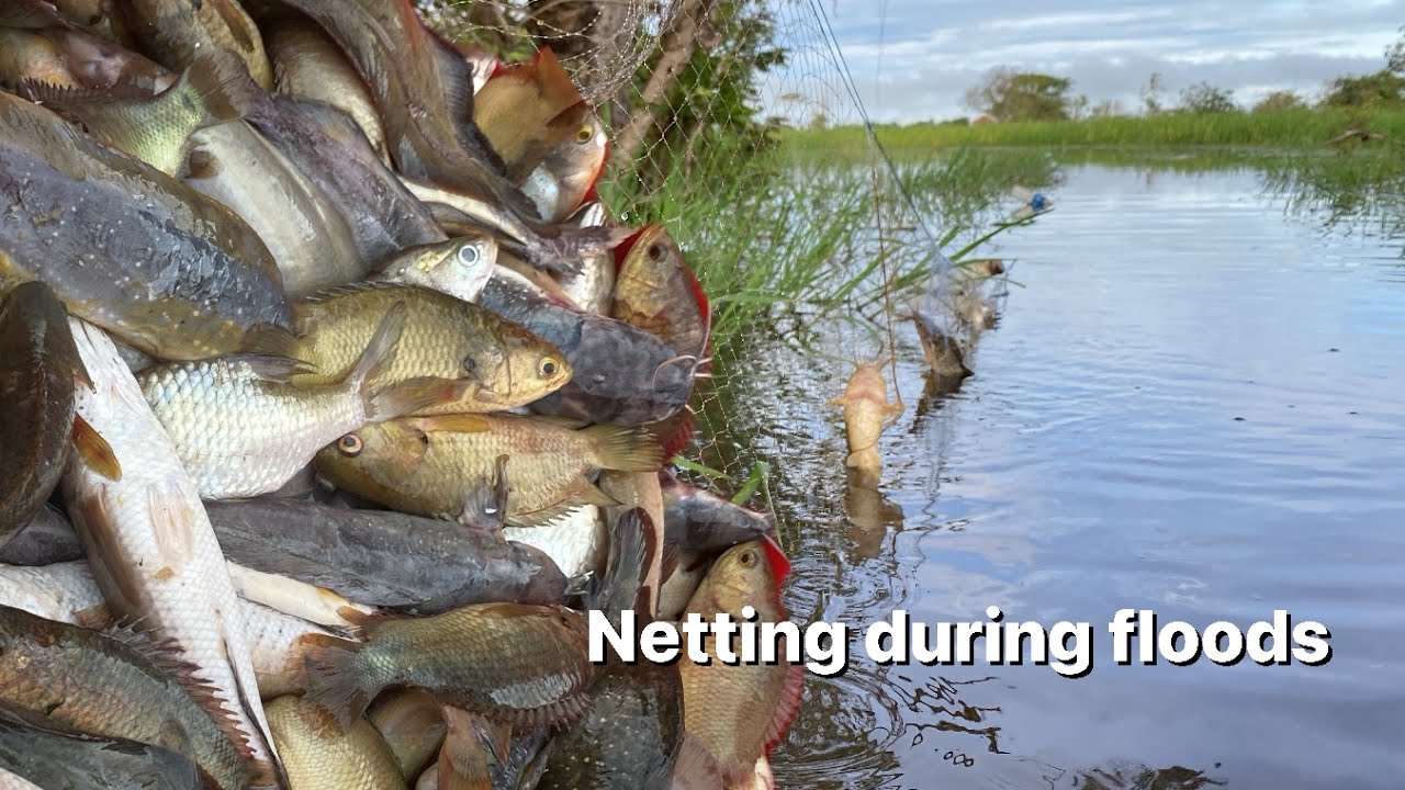 Netting during floods a lot fish - YouTube
