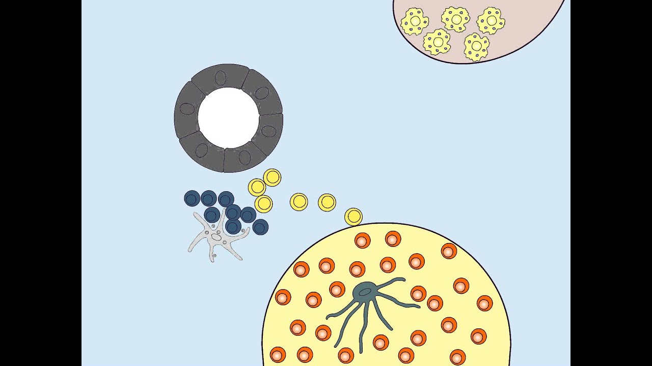 IV 10 8 Germinal Centers - YouTube