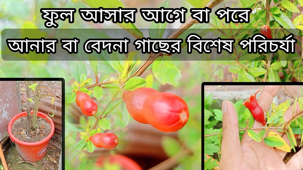আনার বা বেদনা গাছের বিশেষ পরিচর্যা । How to take care of Anna tree will ...