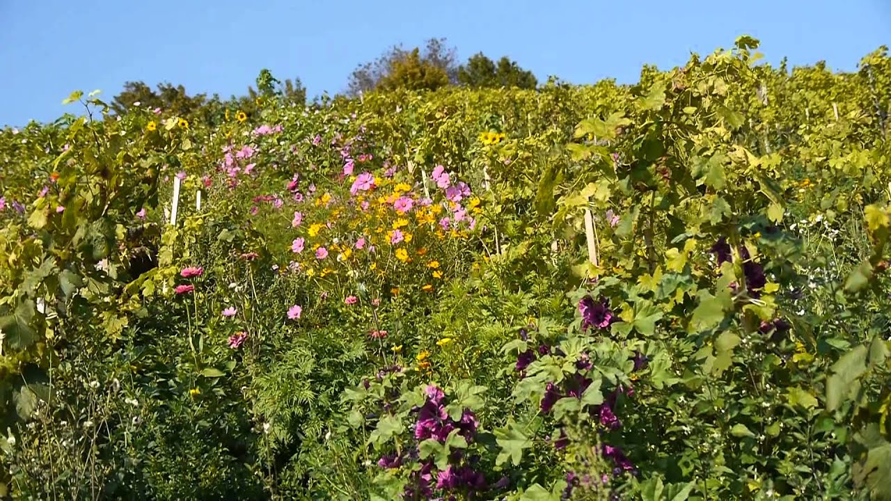 Wein Fest Schmalzried: Demeter certified Merlot vineyard (1 of 2) - YouTube