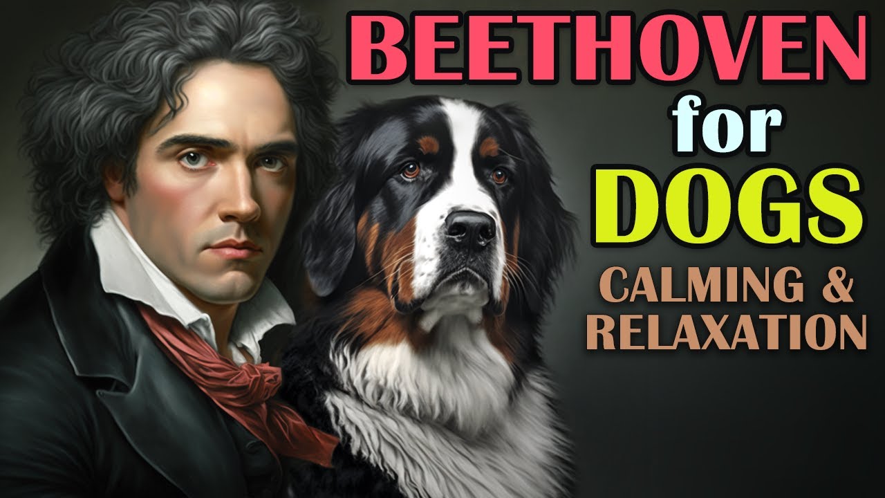 Classical Music for Dogs, Separation Anxiety Music for Dogs, Dogs Music ...
