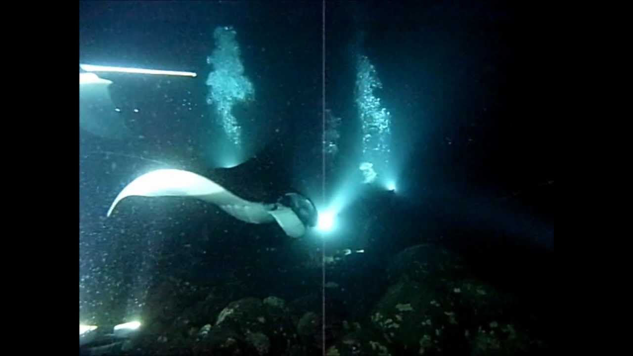 Aliens of the Deep - Manta Ray Night Dive - YouTube