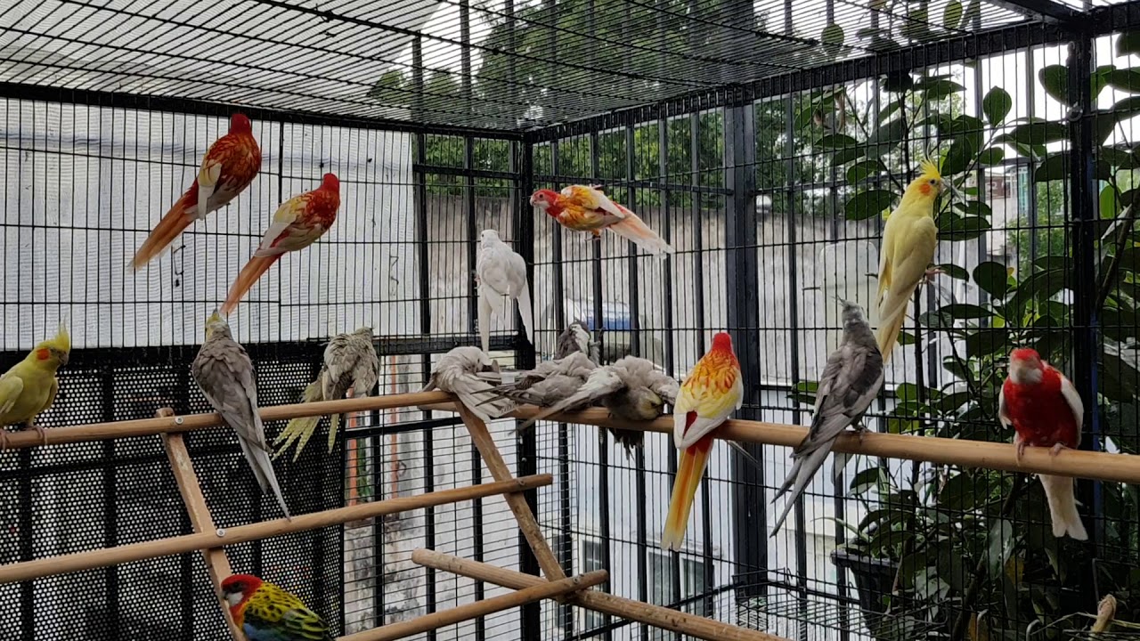 Bath time in triminh's mini aviary - YouTube