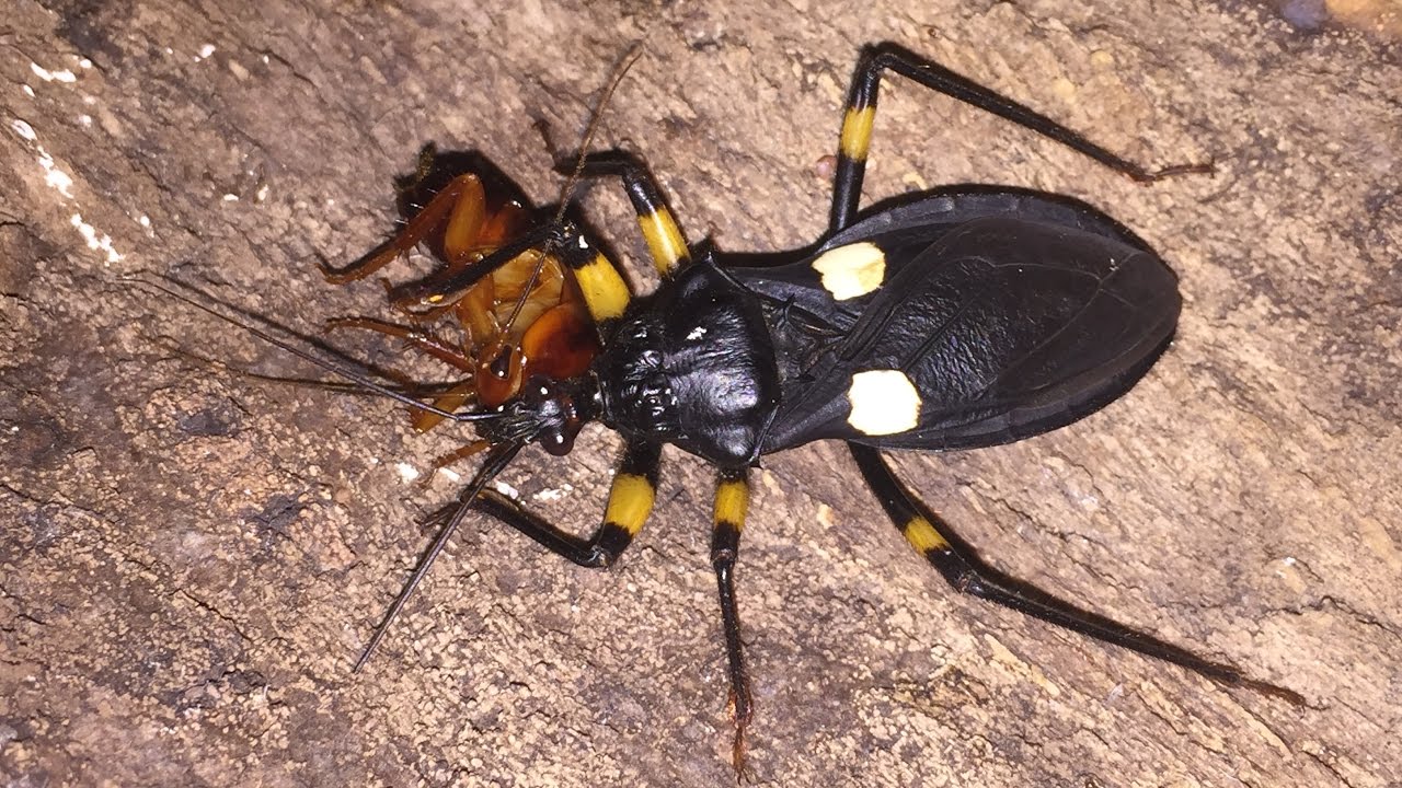 Platymeris Biguttatus White Spotted Assassin Bugs Feeding - YouTube