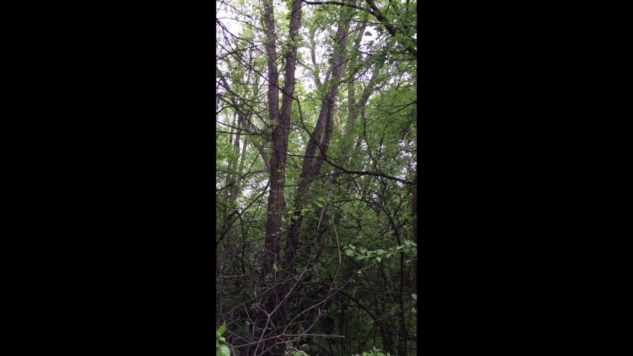 groaning tree - YouTube